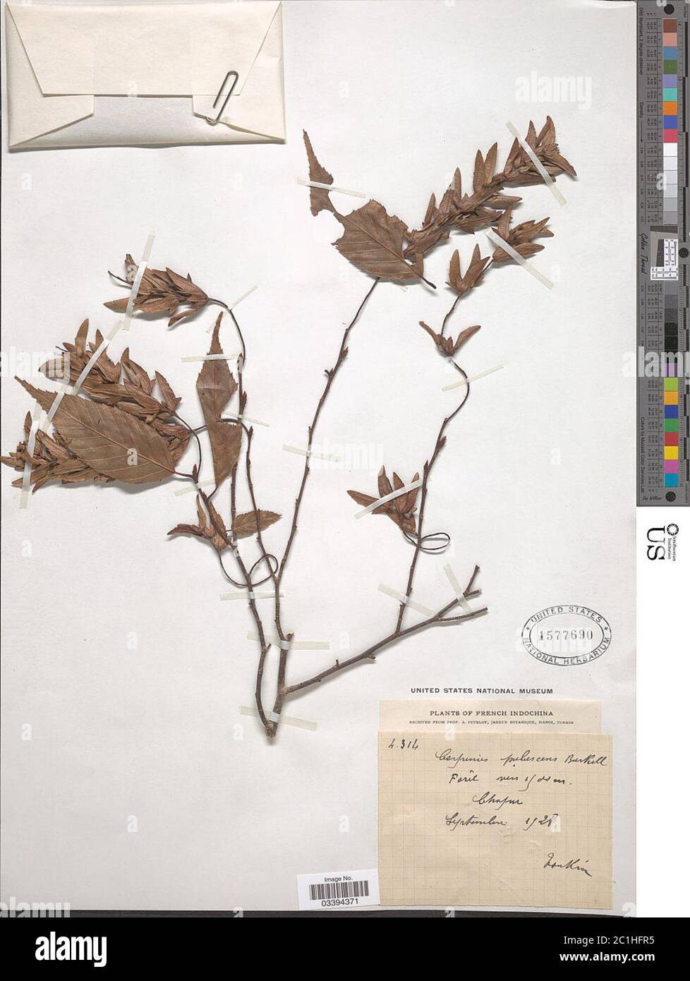 Burkill hi-res stock photography and images - Alamy