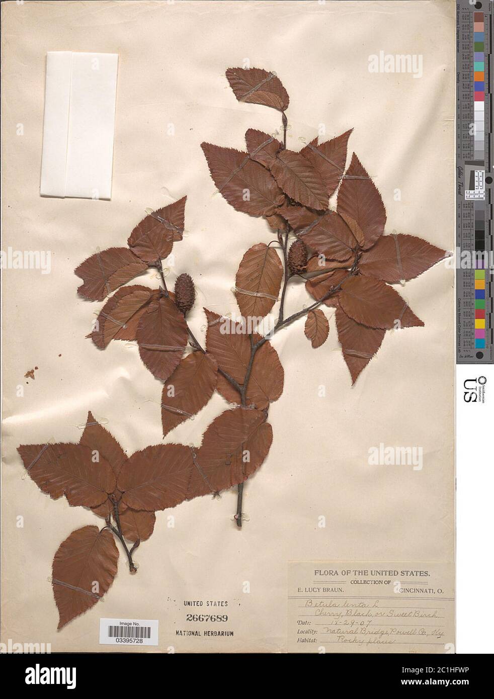 Betula lenta L Betula lenta L Stock Photo - Alamy