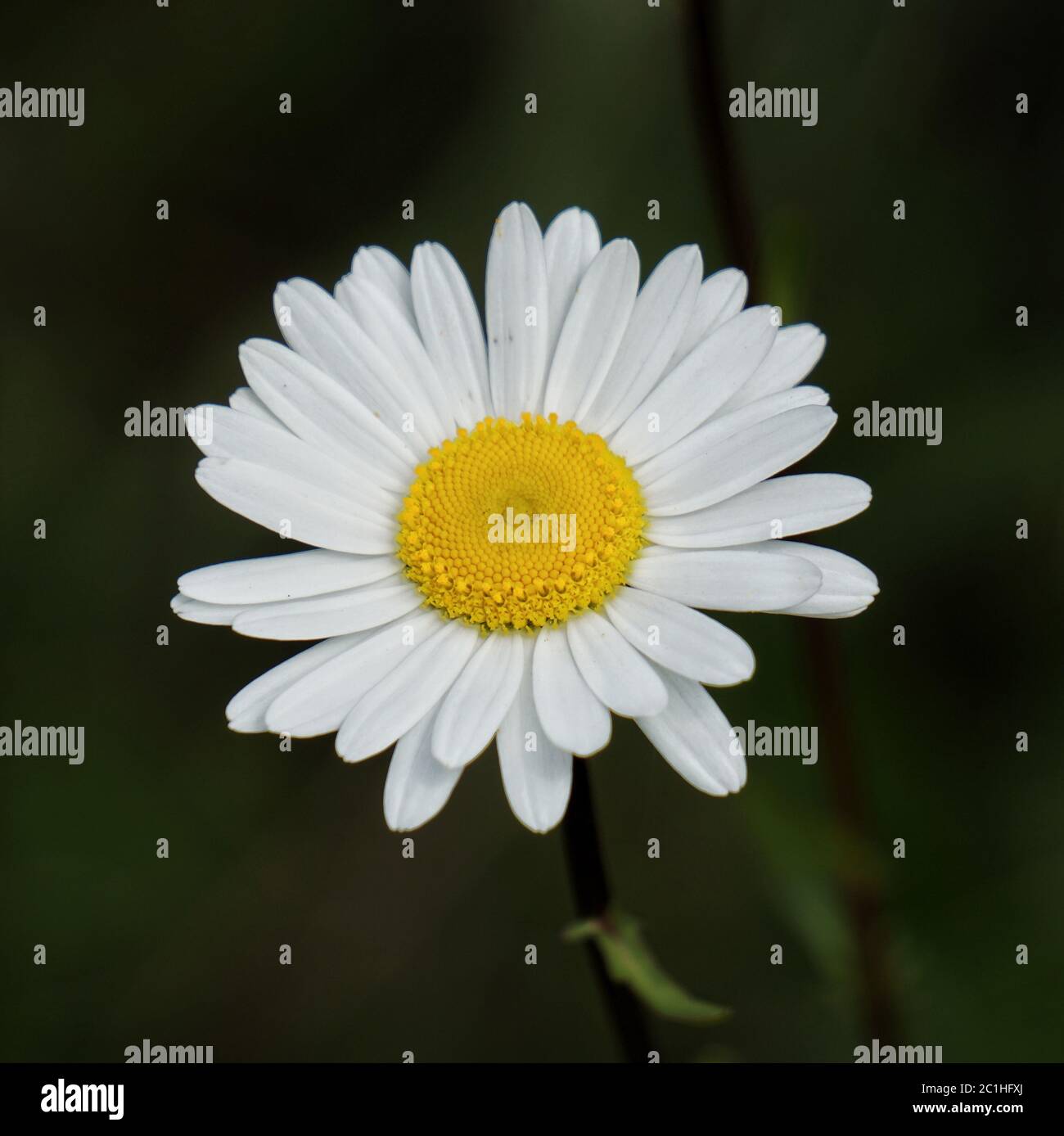 White daisy flower hi-res stock photography and images - Alamy