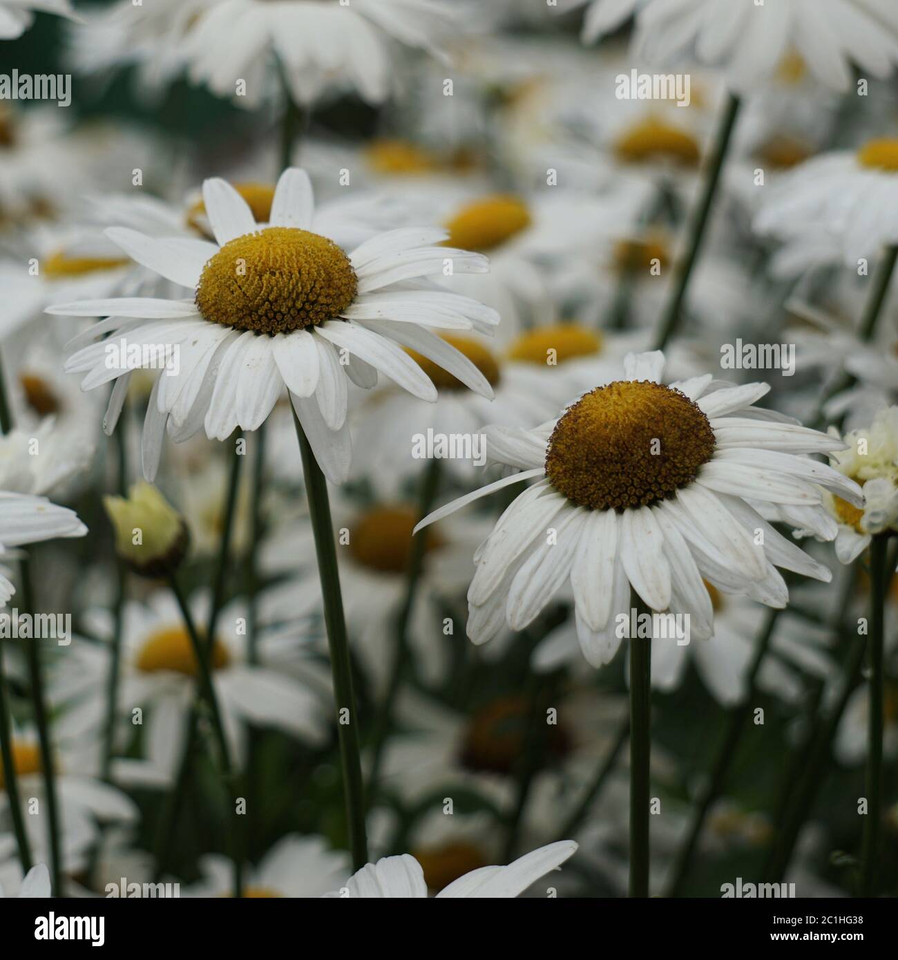 White daisy hi-res stock photography and images - Alamy