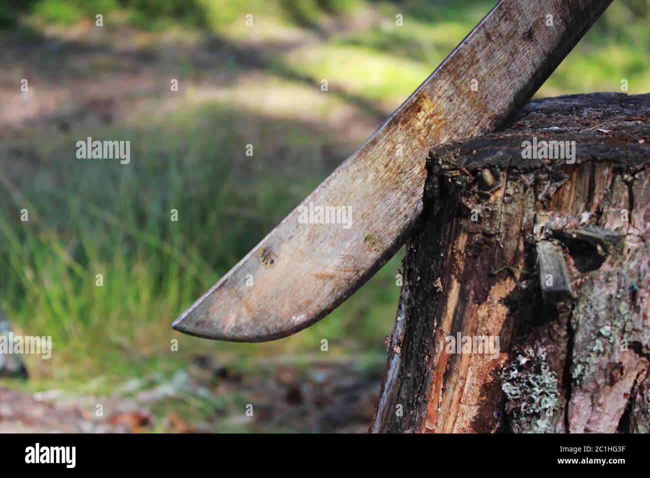 old rusty big machete knife sticks out in a stump in the nature during ...