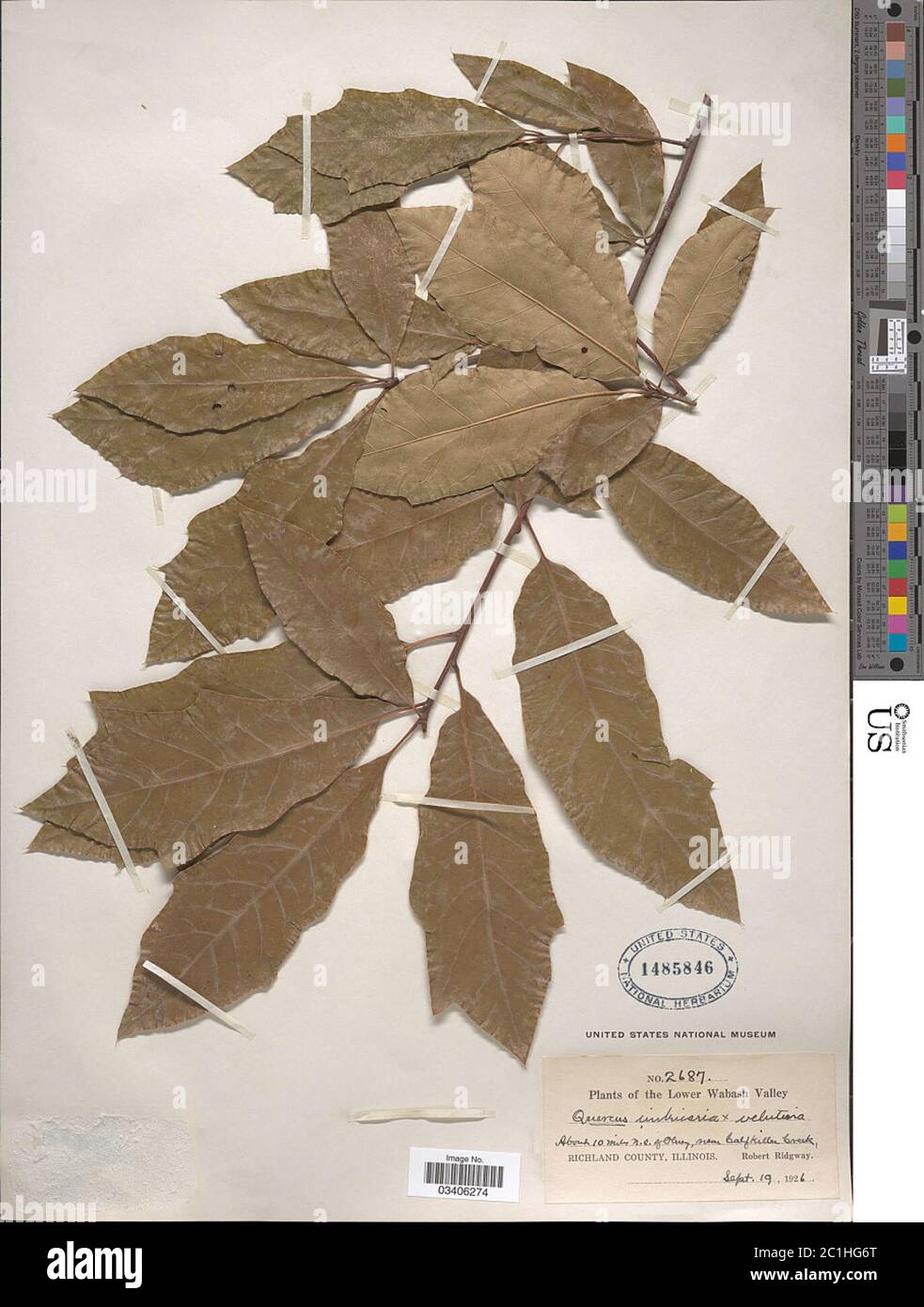 Quercus x leana Nutt Quercus x leana Nutt Stock Photo - Alamy