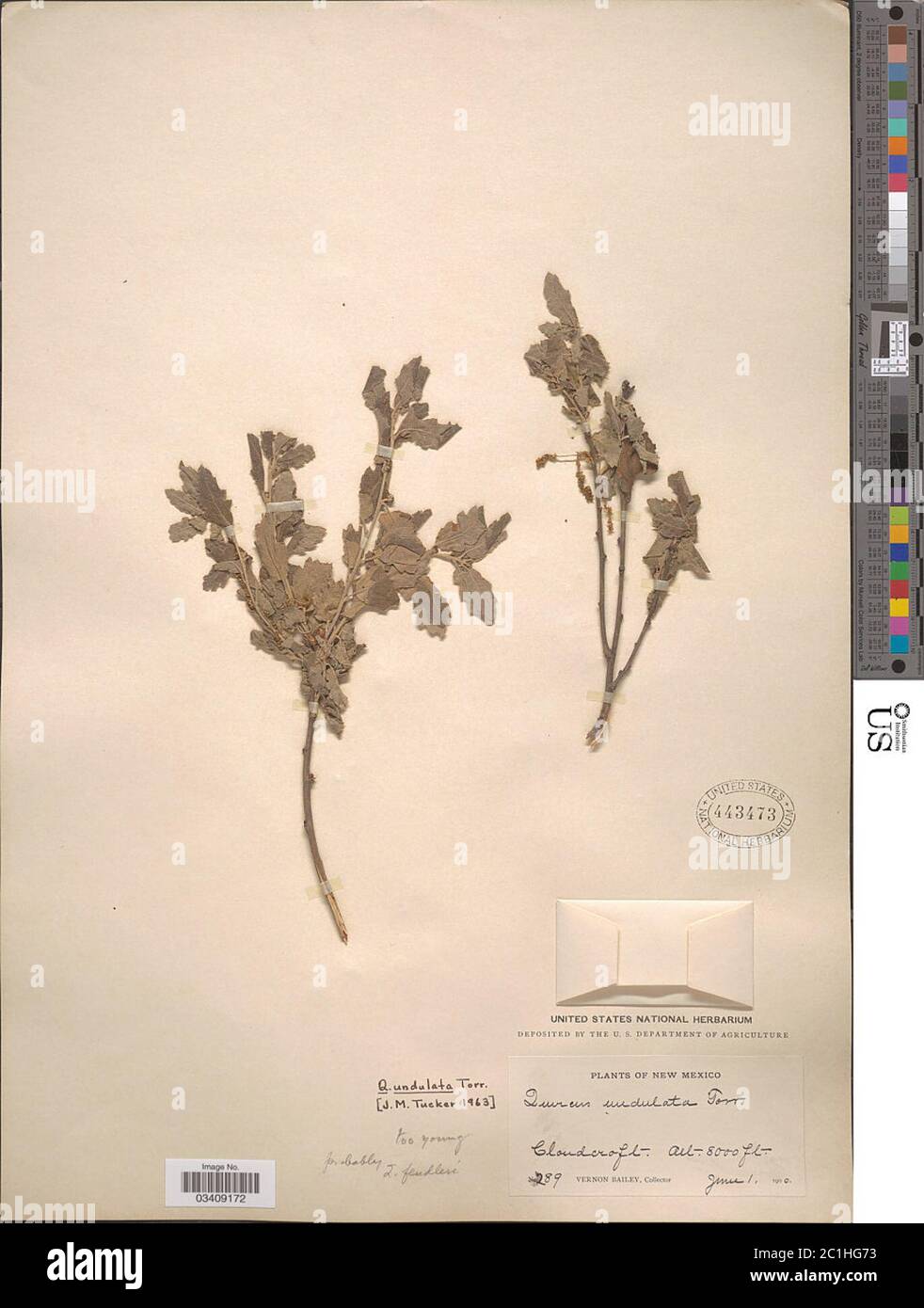 Quercus undulata Torr Quercus undulata Torr Stock Photo - Alamy