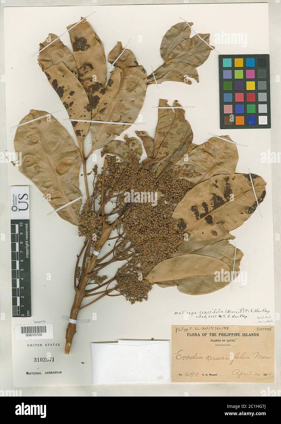 Evodia hi-res stock photography and images - Alamy