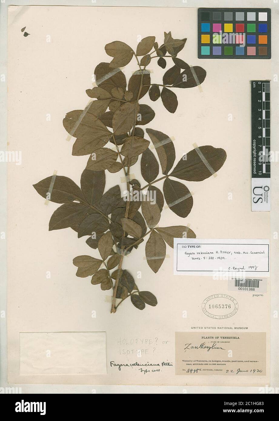 Fagara hi-res stock photography and images - Alamy