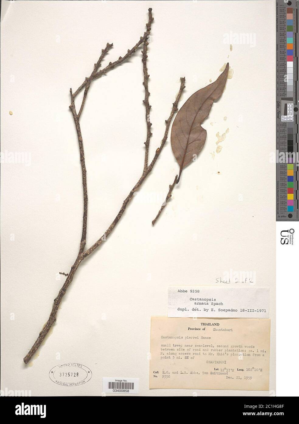 Castanopsis hi-res stock photography and images - Alamy