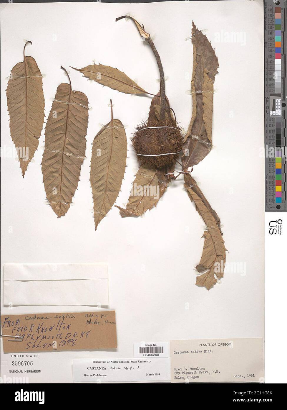 Castanea sativa mill hi-res stock photography and images - Alamy