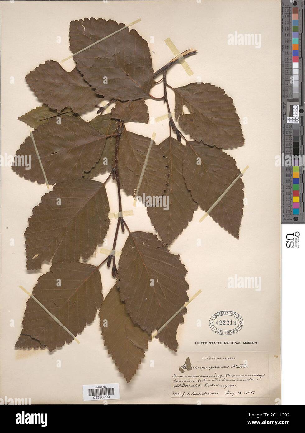 Alnus rubra Bong Alnus rubra Bong Stock Photo - Alamy
