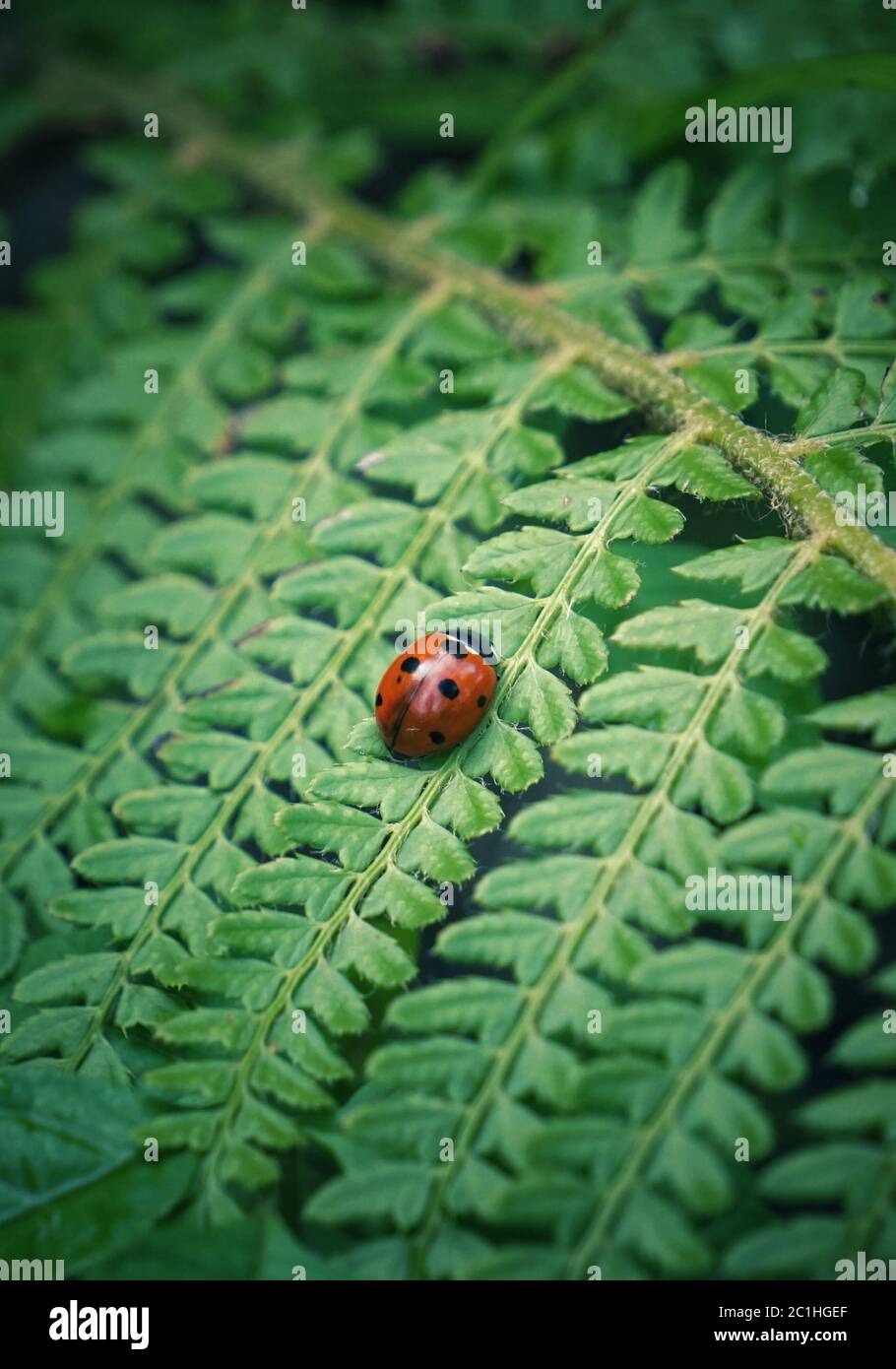 little red ladybug on the plant Stock Photo - Alamy