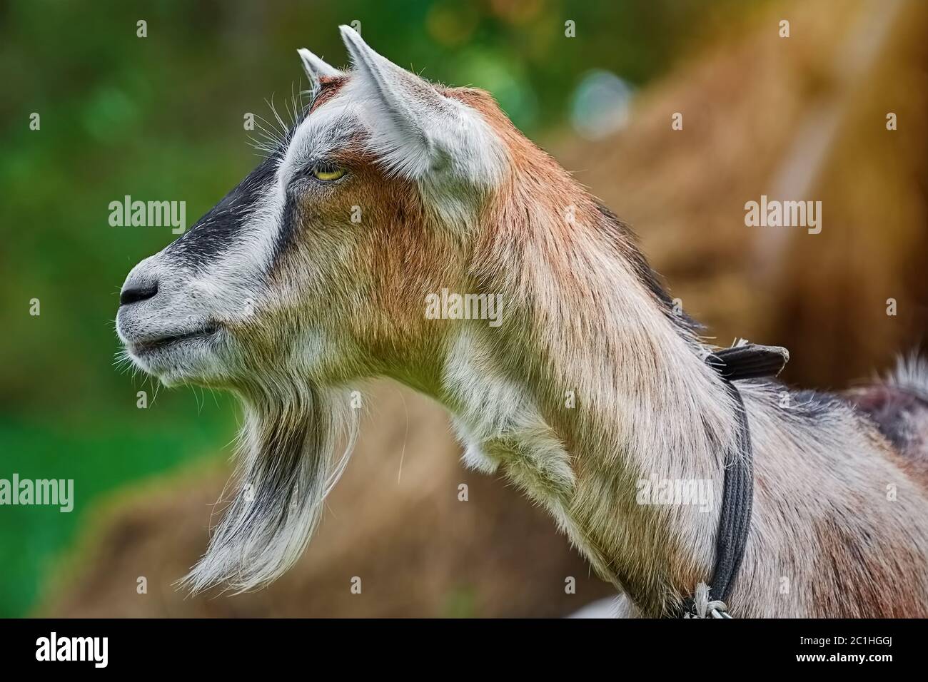 Portrait of Billy Goat Stock Photo - Alamy