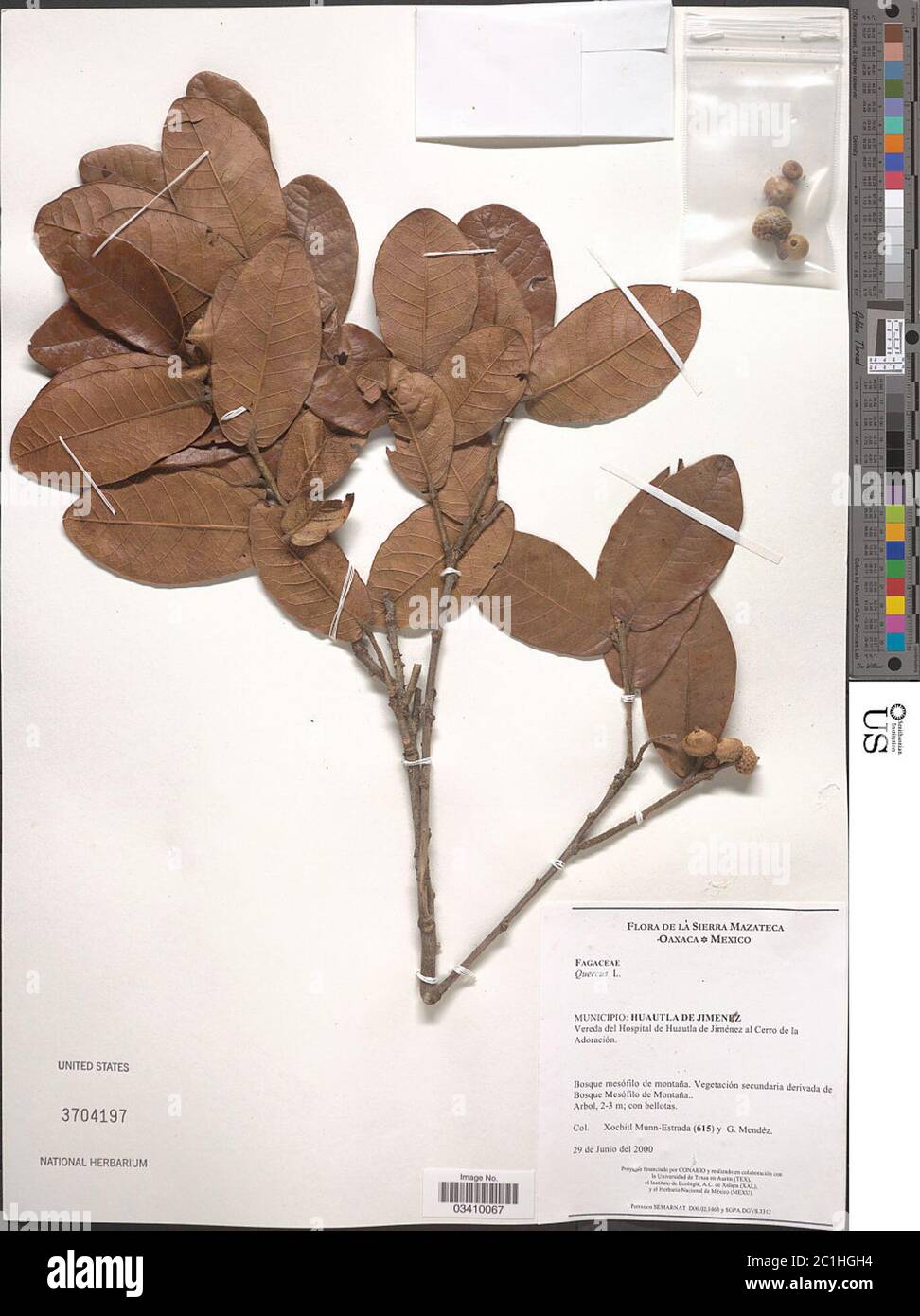 Quercus sp Quercus sp Stock Photo - Alamy