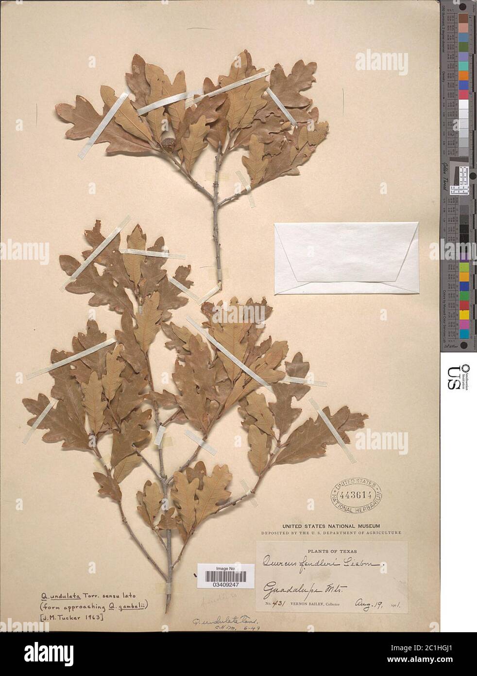 Quercus undulata Torr Quercus undulata Torr Stock Photo - Alamy