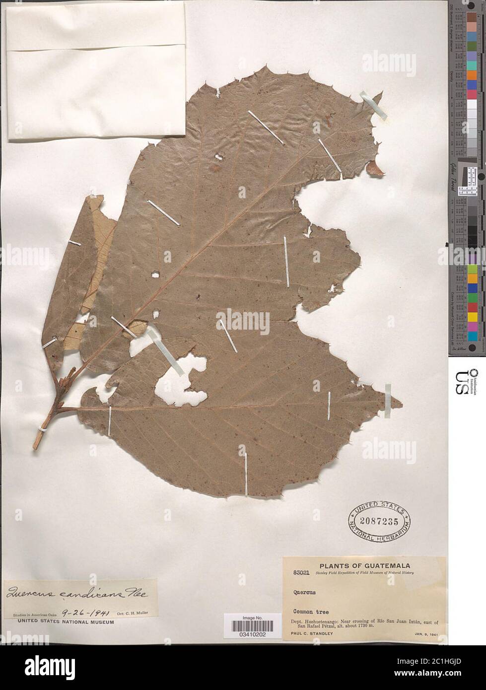 Quercus candicans Ne Quercus candicans Ne Stock Photo - Alamy