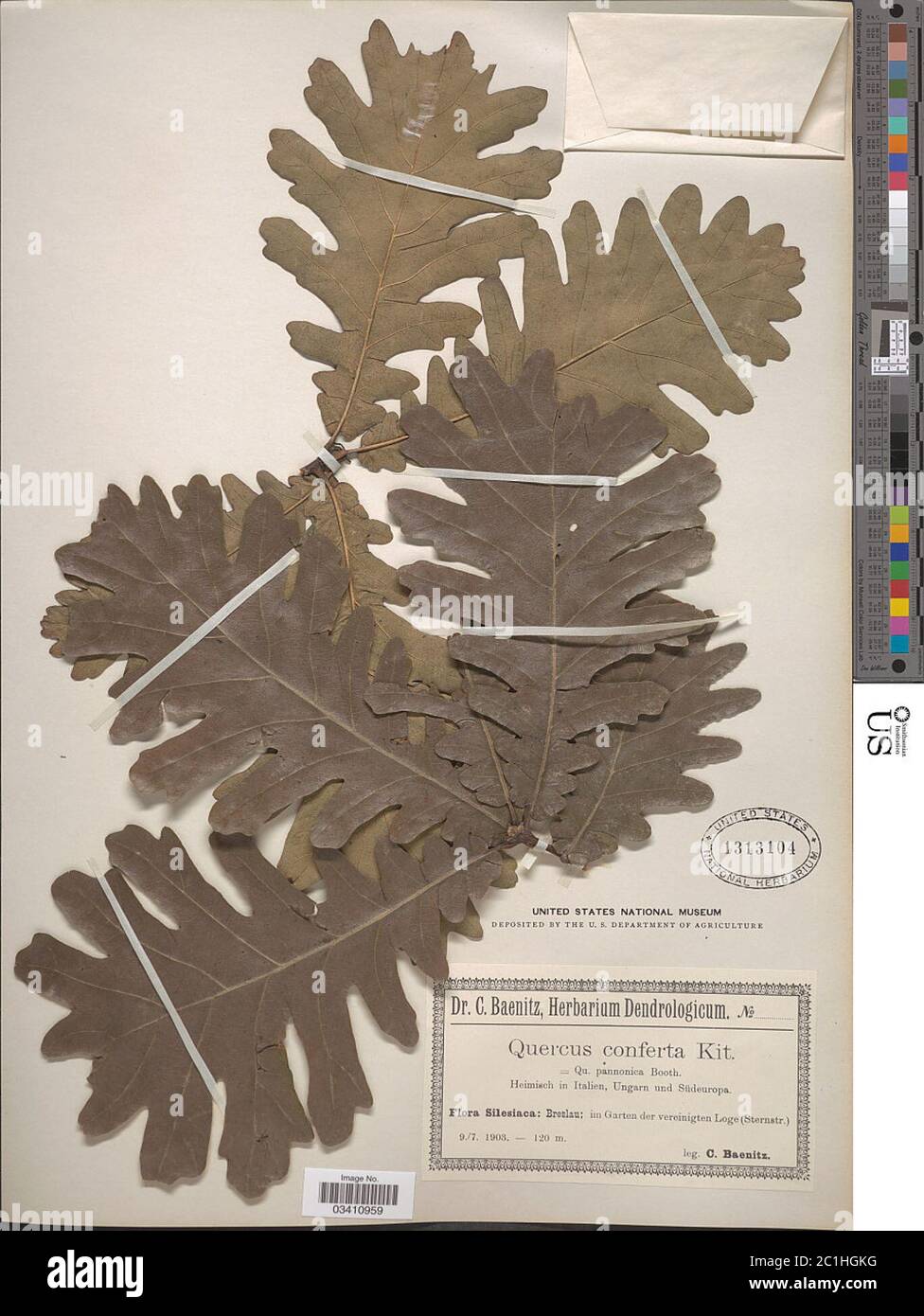 Quercus conferta Quercus conferta Stock Photo - Alamy