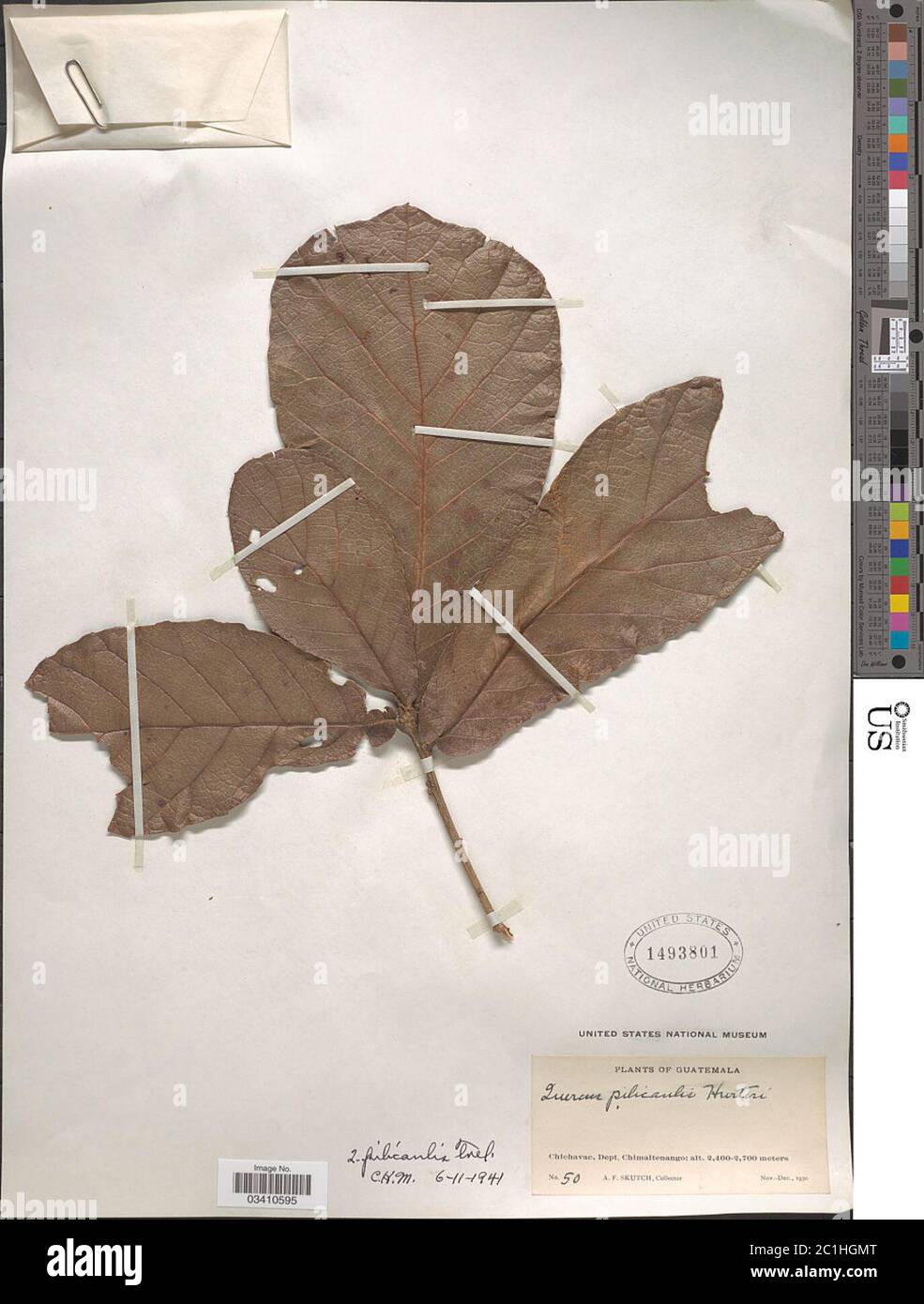 Quercus pilicaulis Quercus pilicaulis Stock Photo - Alamy