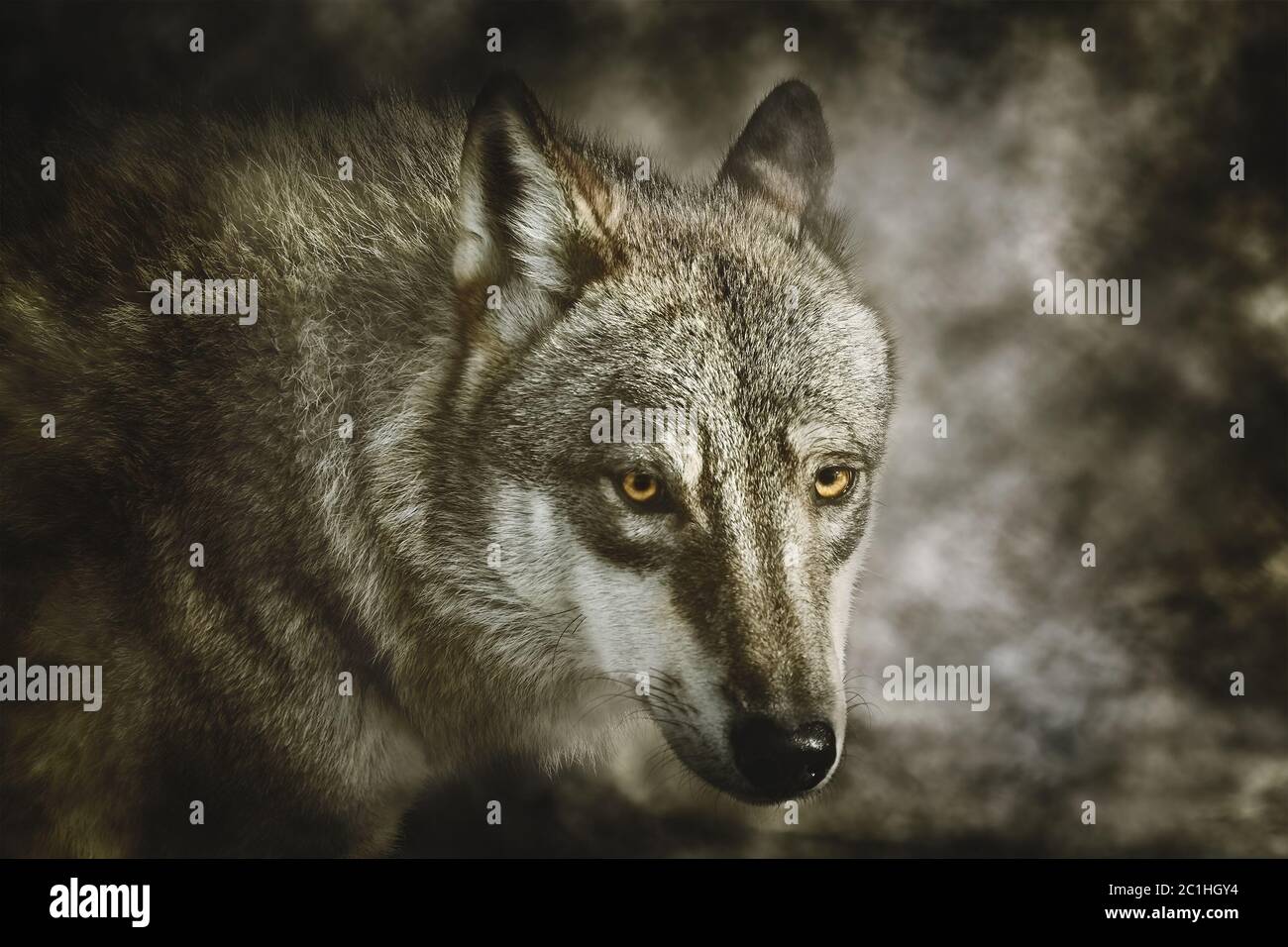 Portrait wolf hi-res stock photography and images - Alamy