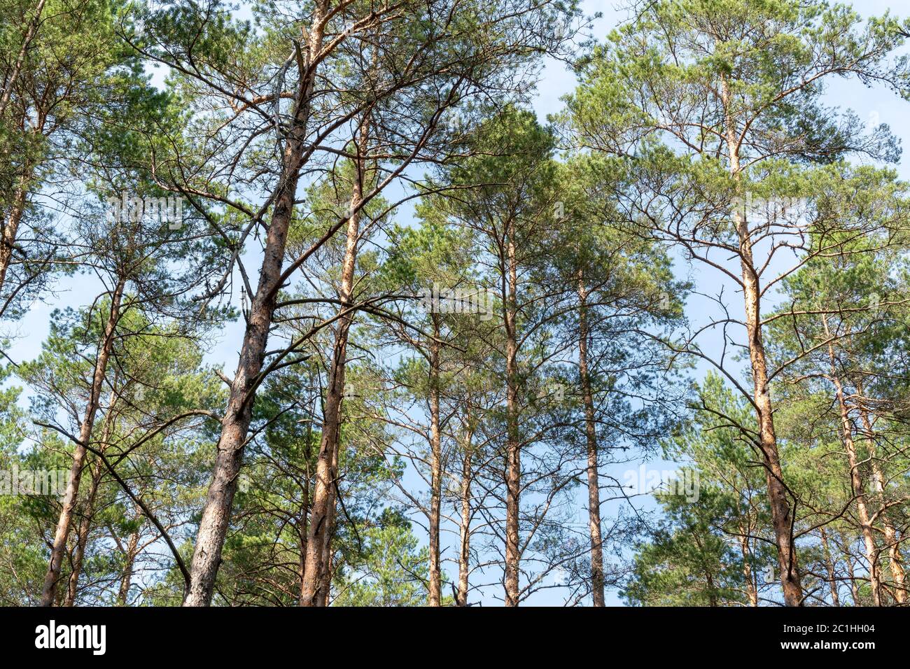Scenic view of very big and tall trees Stock Photo - Alamy