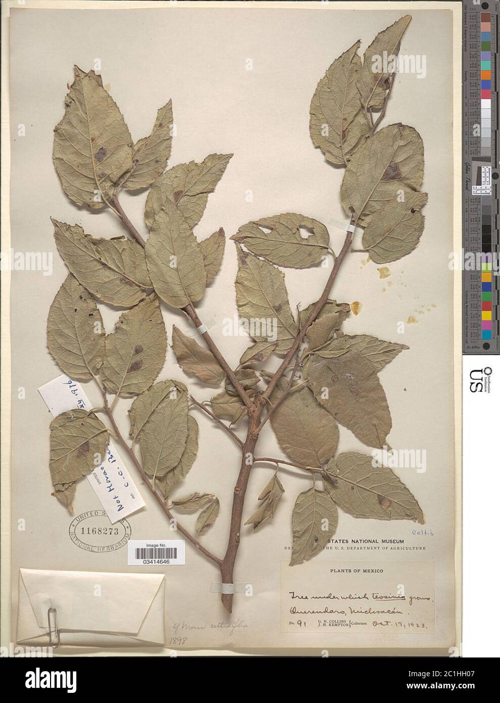 Celtis sp hi-res stock photography and images - Alamy