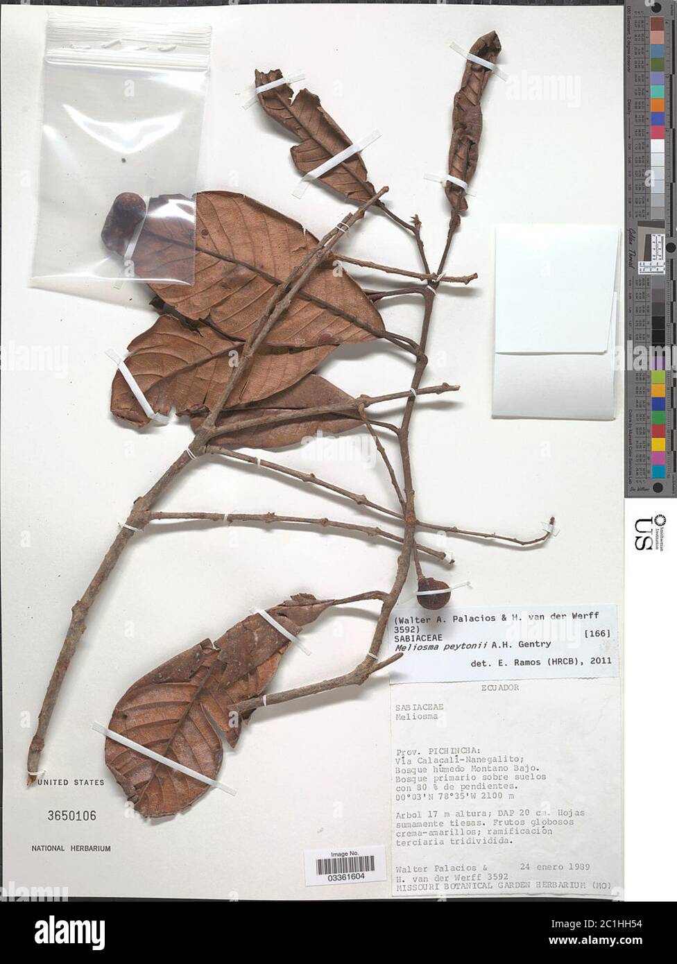 Meliosma peytonii AH Gentry Meliosma peytonii AH Gentry Stock Photo - Alamy