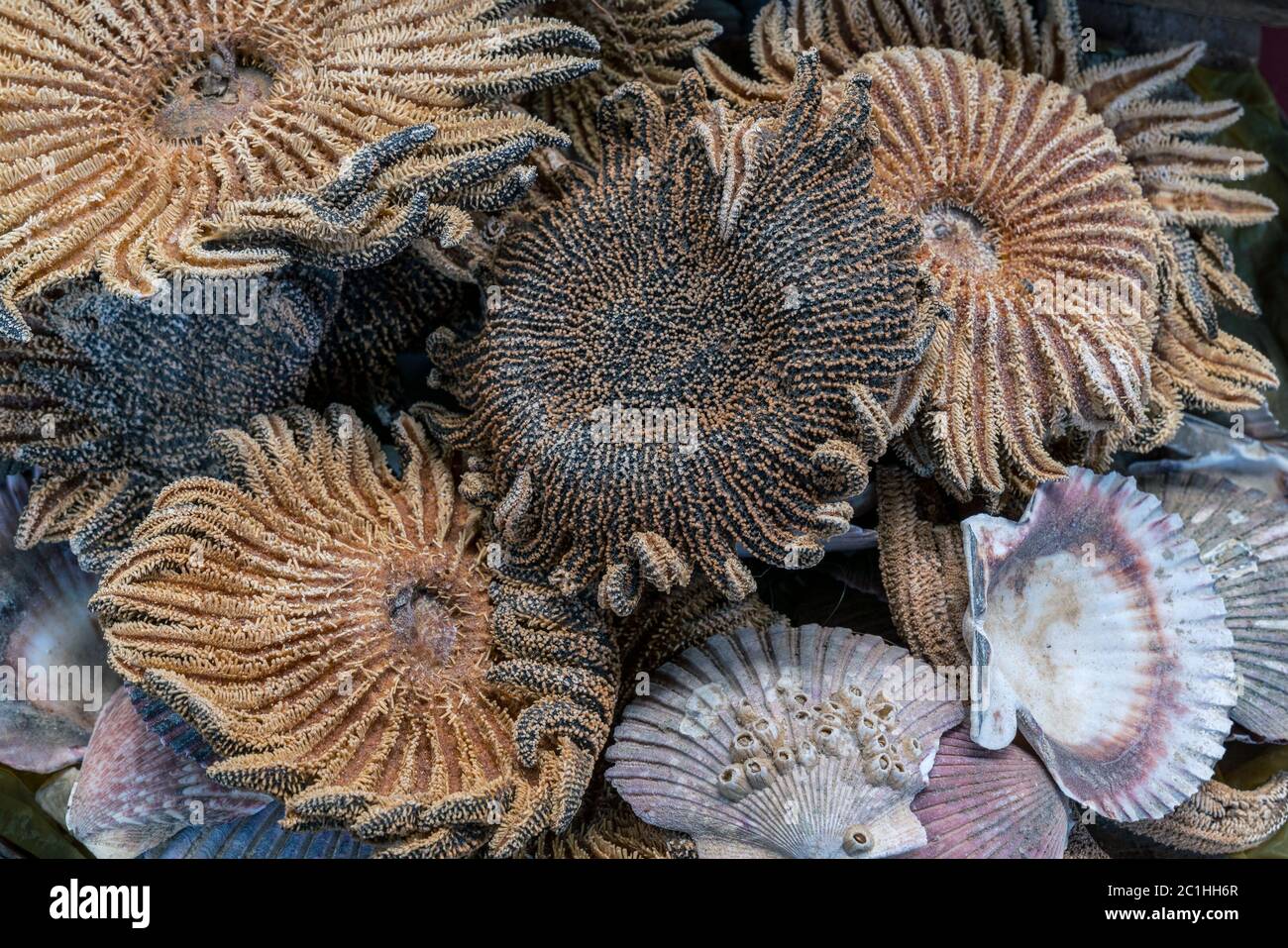 Real life texture hi-res stock photography and images - Alamy