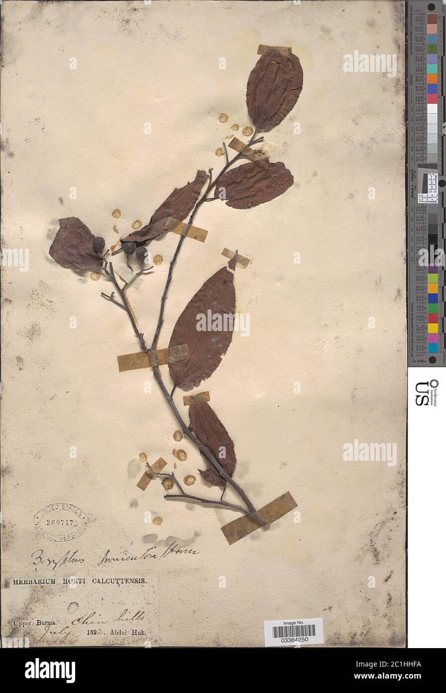 Ziziphus funiculosa Ham Ziziphus funiculosa Ham Stock Photo - Alamy