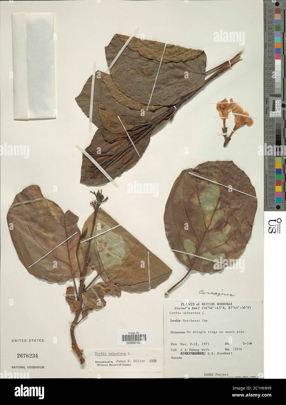 Cordia sebestena boraginaceae hi-res stock photography and images - Alamy