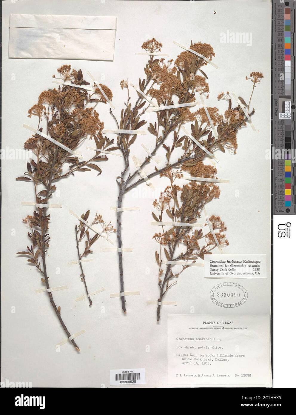 Ceanothus ovatus Ceanothus ovatus Stock Photo - Alamy