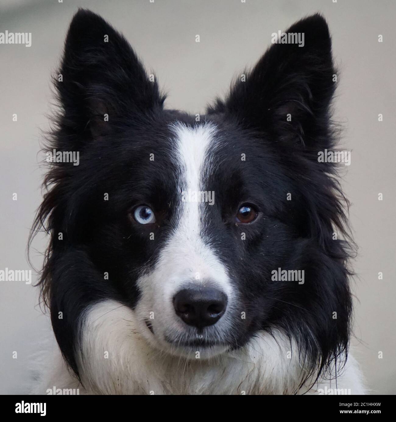 beautiful dog portrait Stock Photo - Alamy