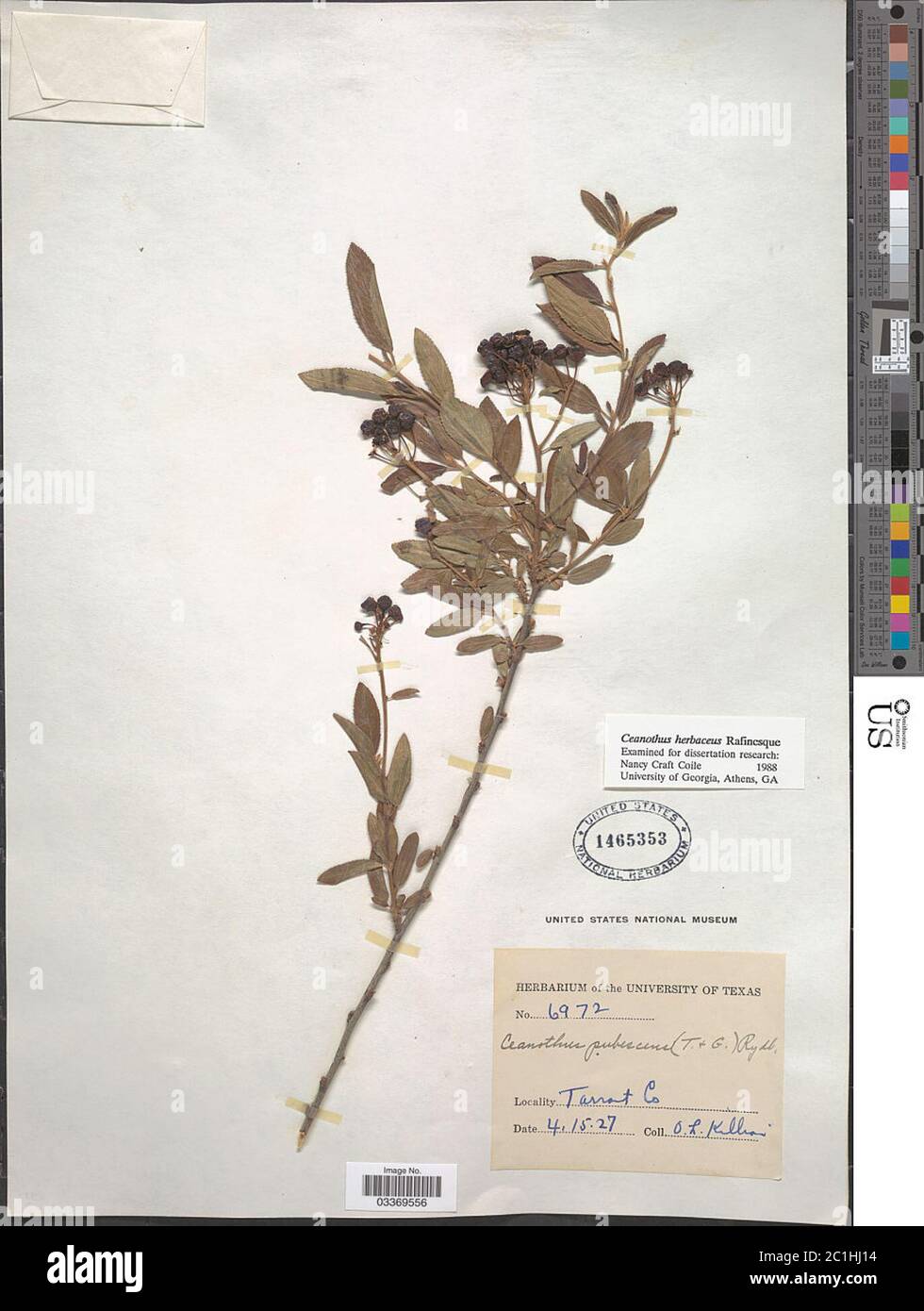 Ceanothus ovatus Ceanothus ovatus Stock Photo - Alamy