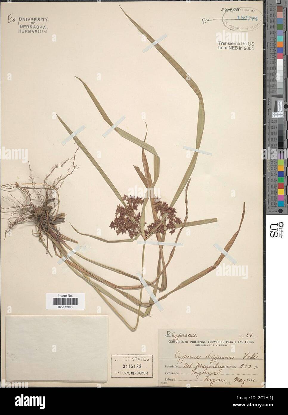 Cyperus diffusus Vahl Cyperus diffusus Vahl Stock Photo - Alamy