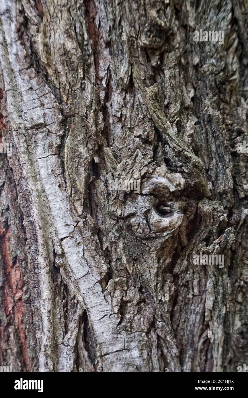 tree trunk texture pattern Stock Photo - Alamy