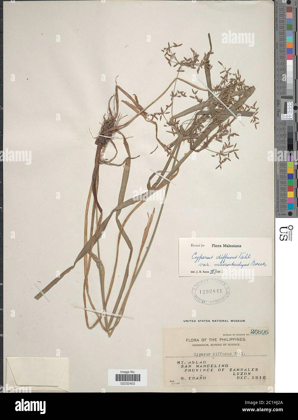 Cyperus diffusus hi-res stock photography and images - Alamy