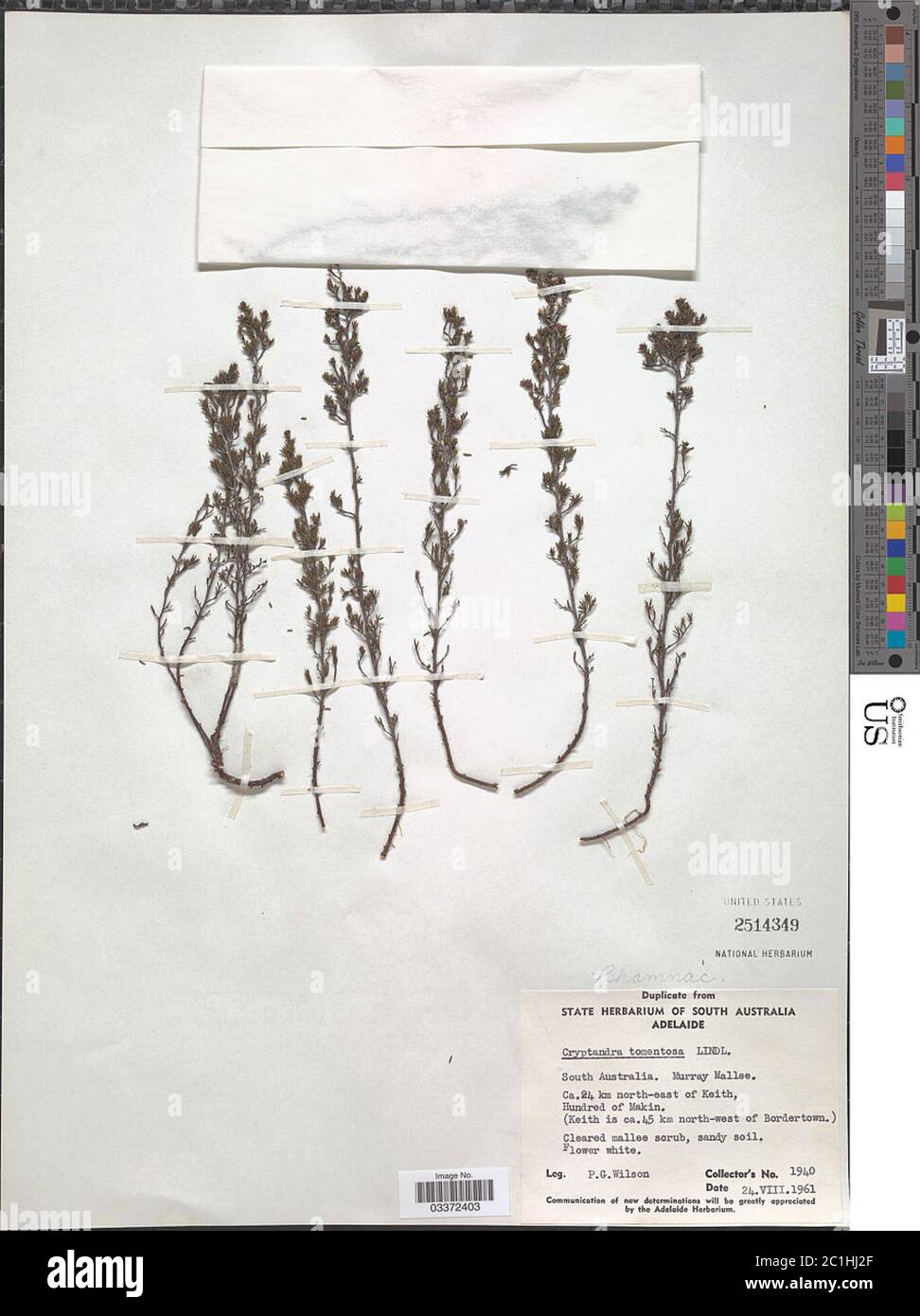 Cryptandra tomentosa Lindl Cryptandra tomentosa Lindl Stock Photo - Alamy