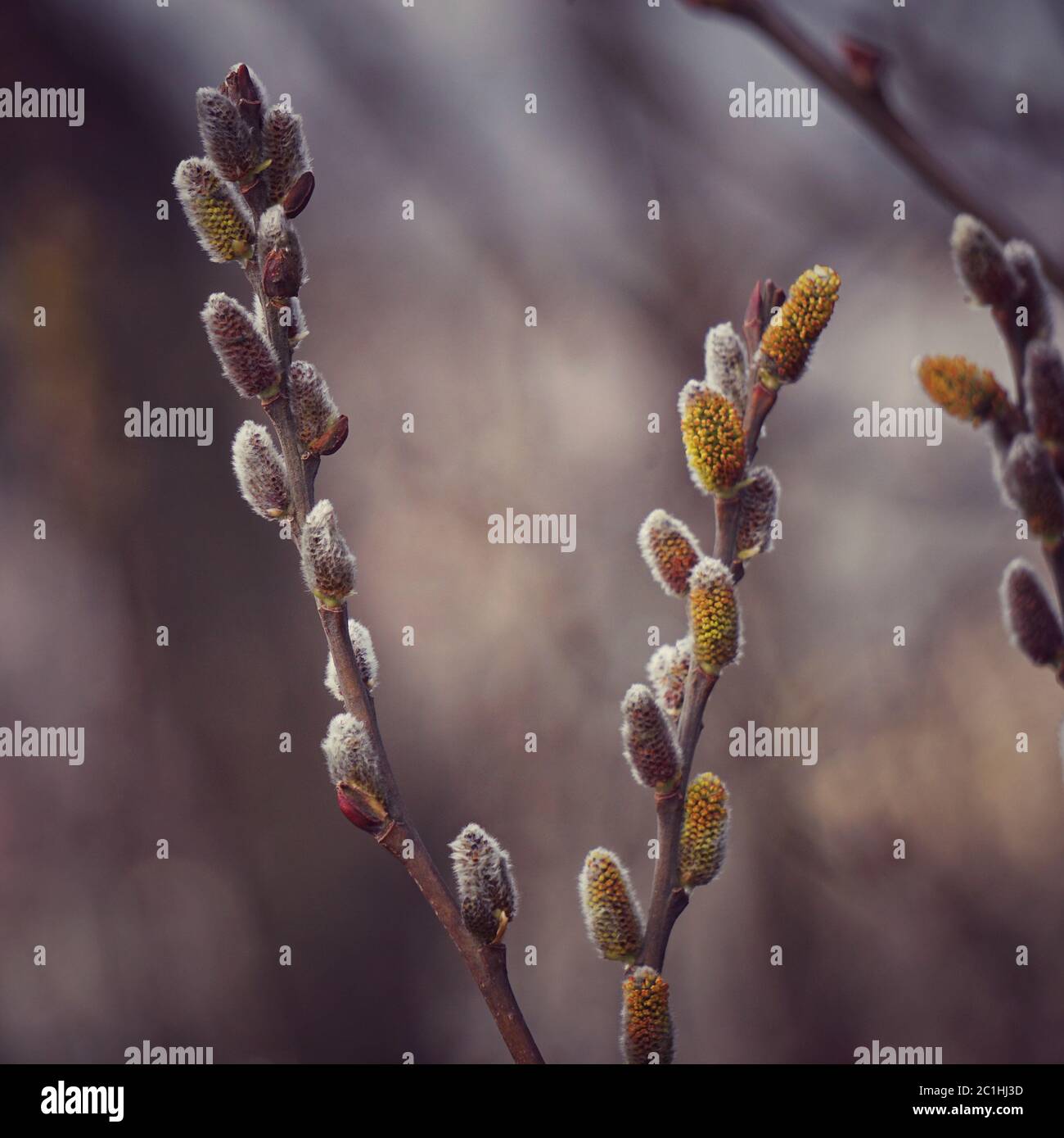 colorful tree branches Stock Photo - Alamy