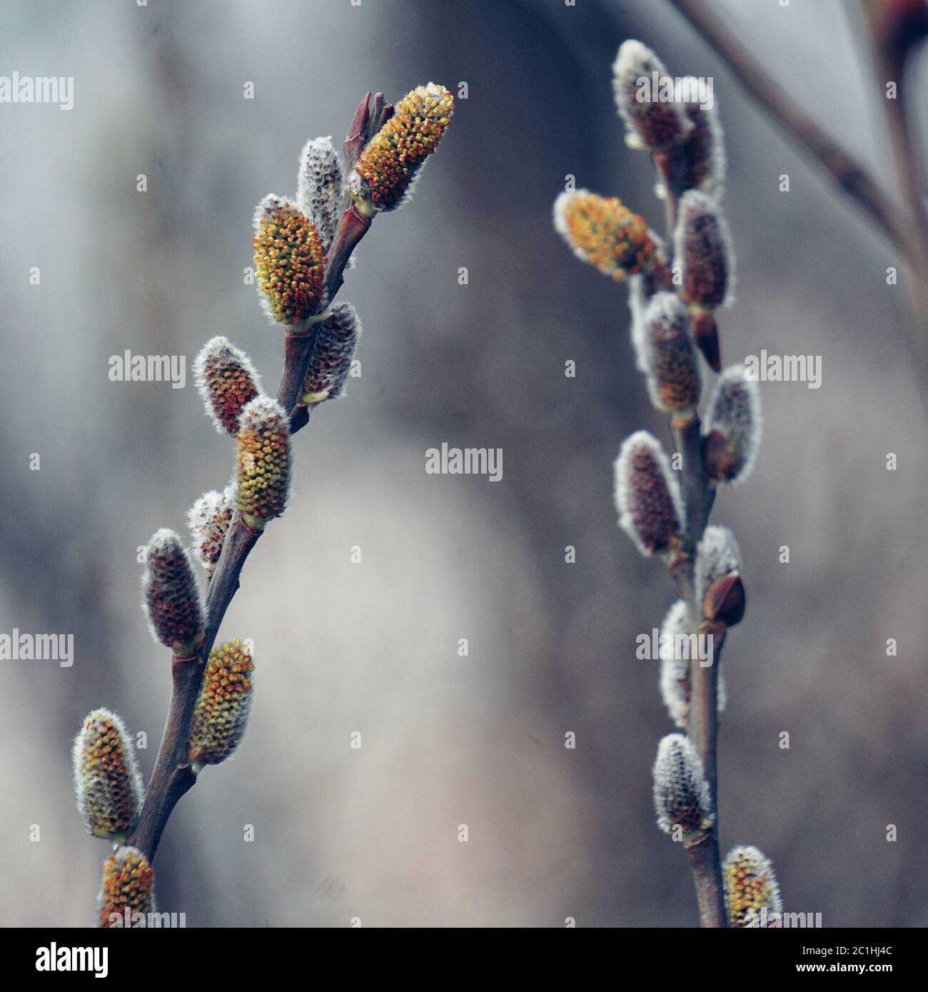 colorful tree branches Stock Photo - Alamy