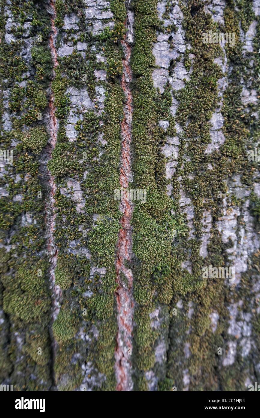 tree trunk texture pattern Stock Photo - Alamy
