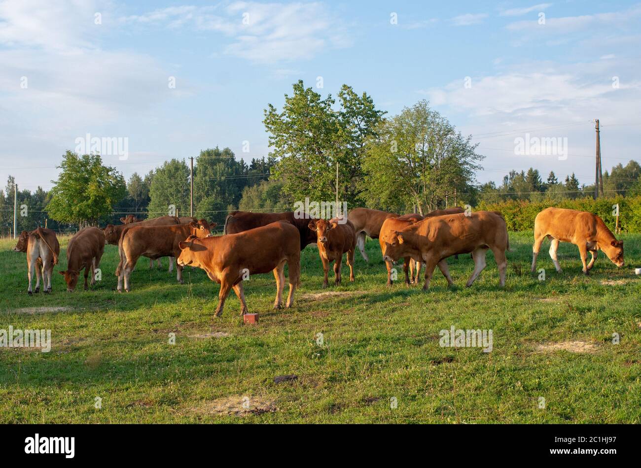Cattle Limousin cows Stock Photo - Alamy