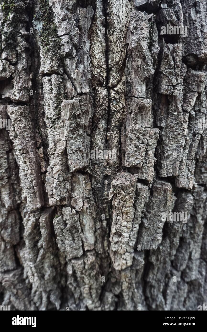 tree trunk texture pattern Stock Photo - Alamy