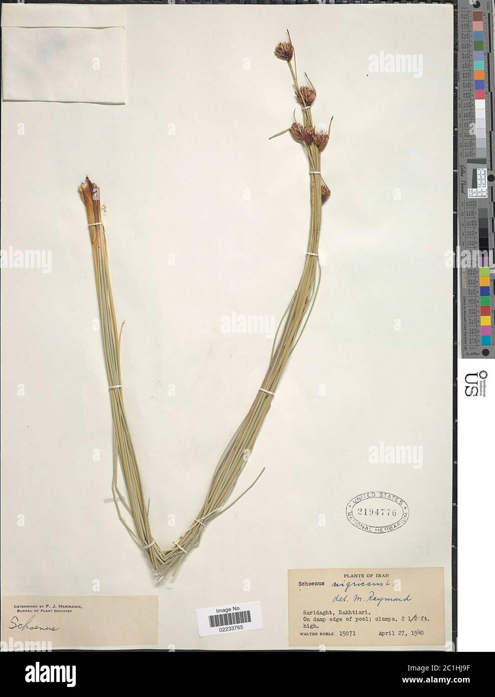 Schoenus nigricans L Schoenus nigricans L Stock Photo - Alamy