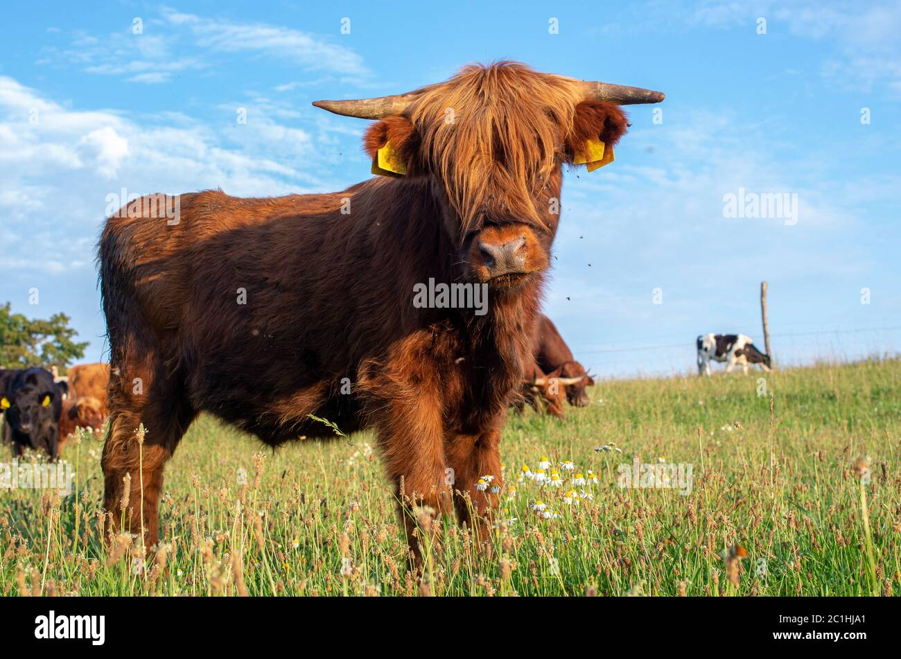 Scottish highland cattle Stock Photo - Alamy