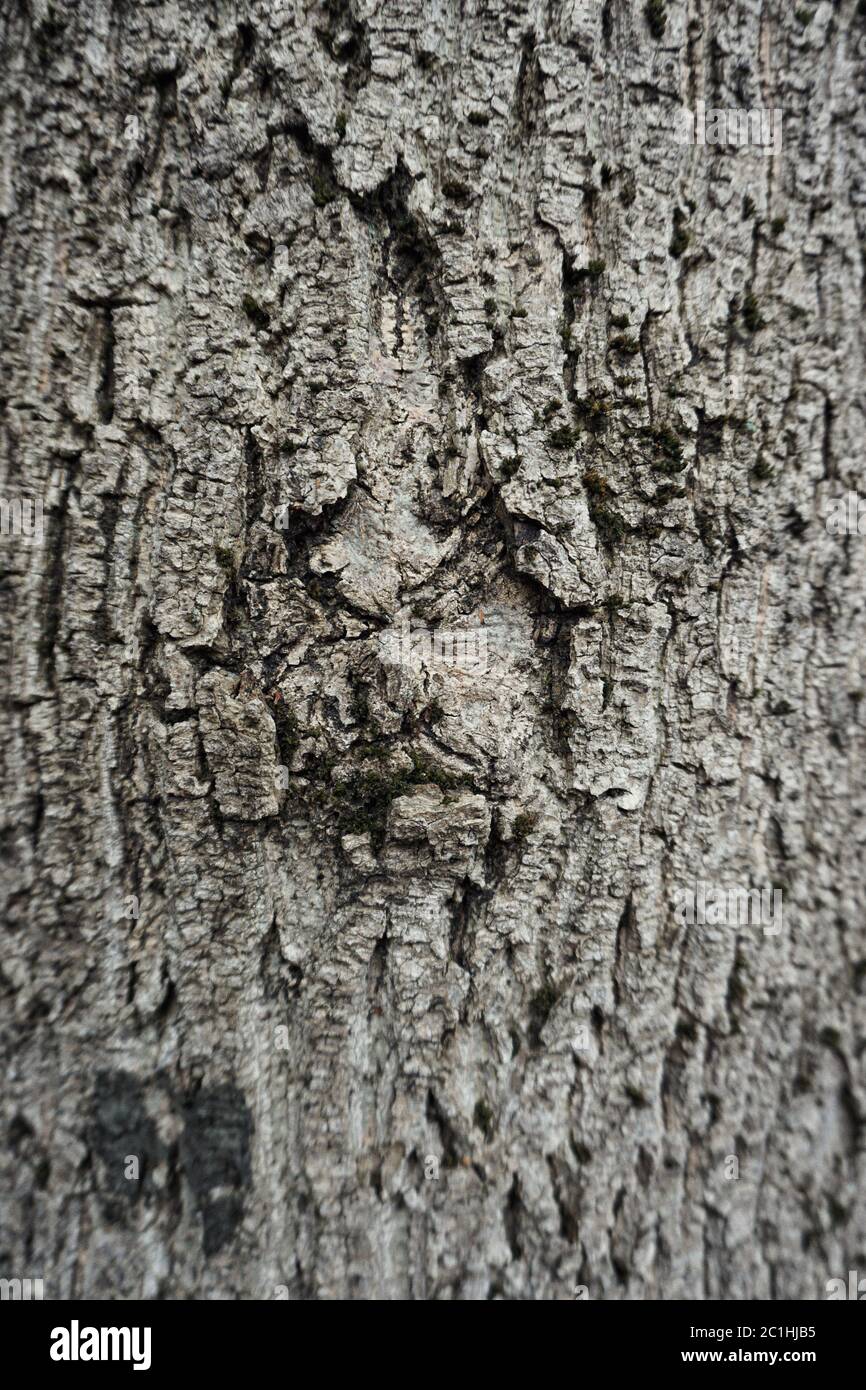 tree trunk texture pattern Stock Photo - Alamy