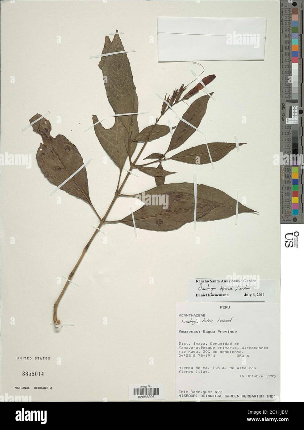 Sanchezia sprucei Sanchezia sprucei Stock Photo - Alamy