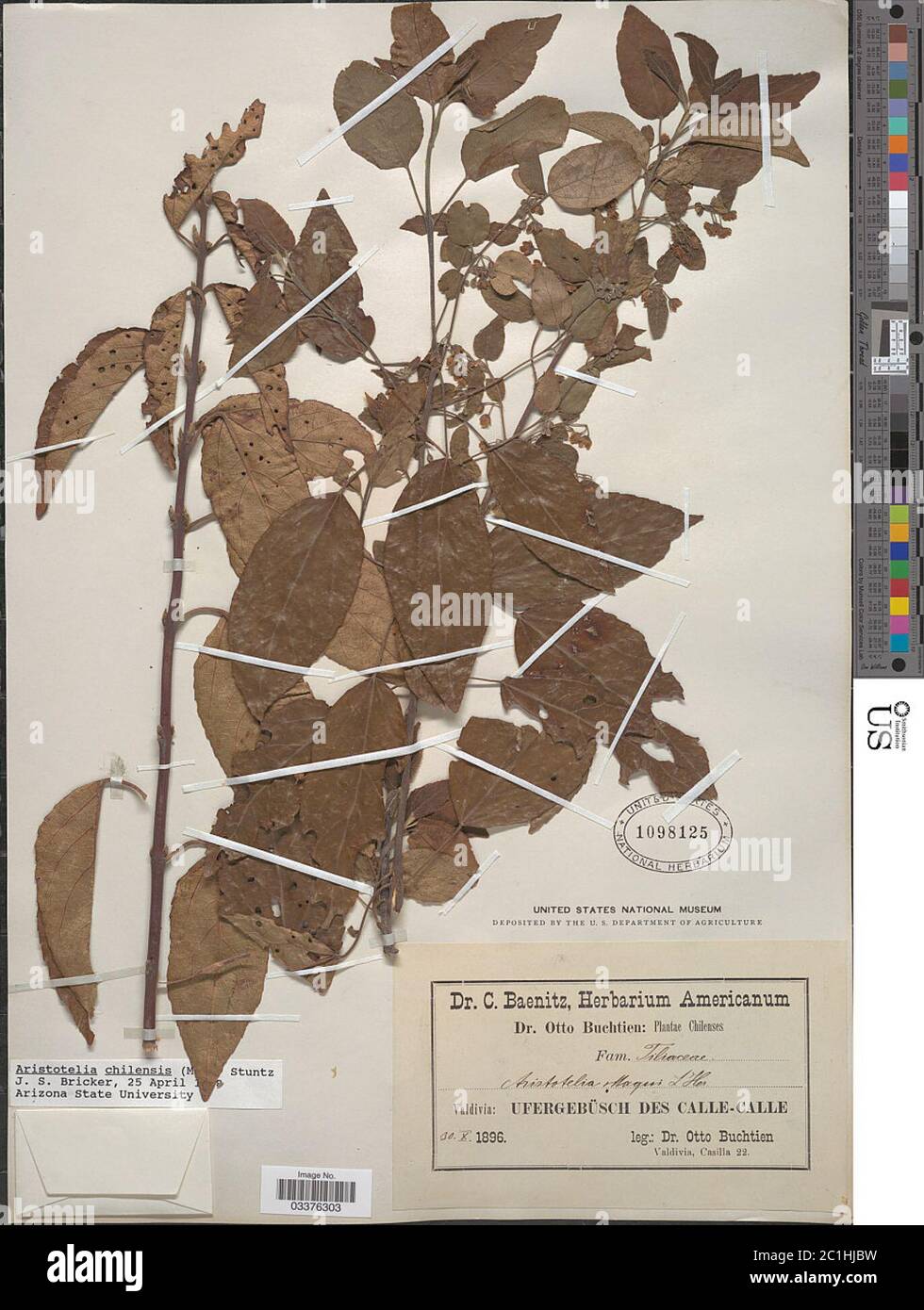 Aristotelia aristotelia hi-res stock photography and images - Alamy