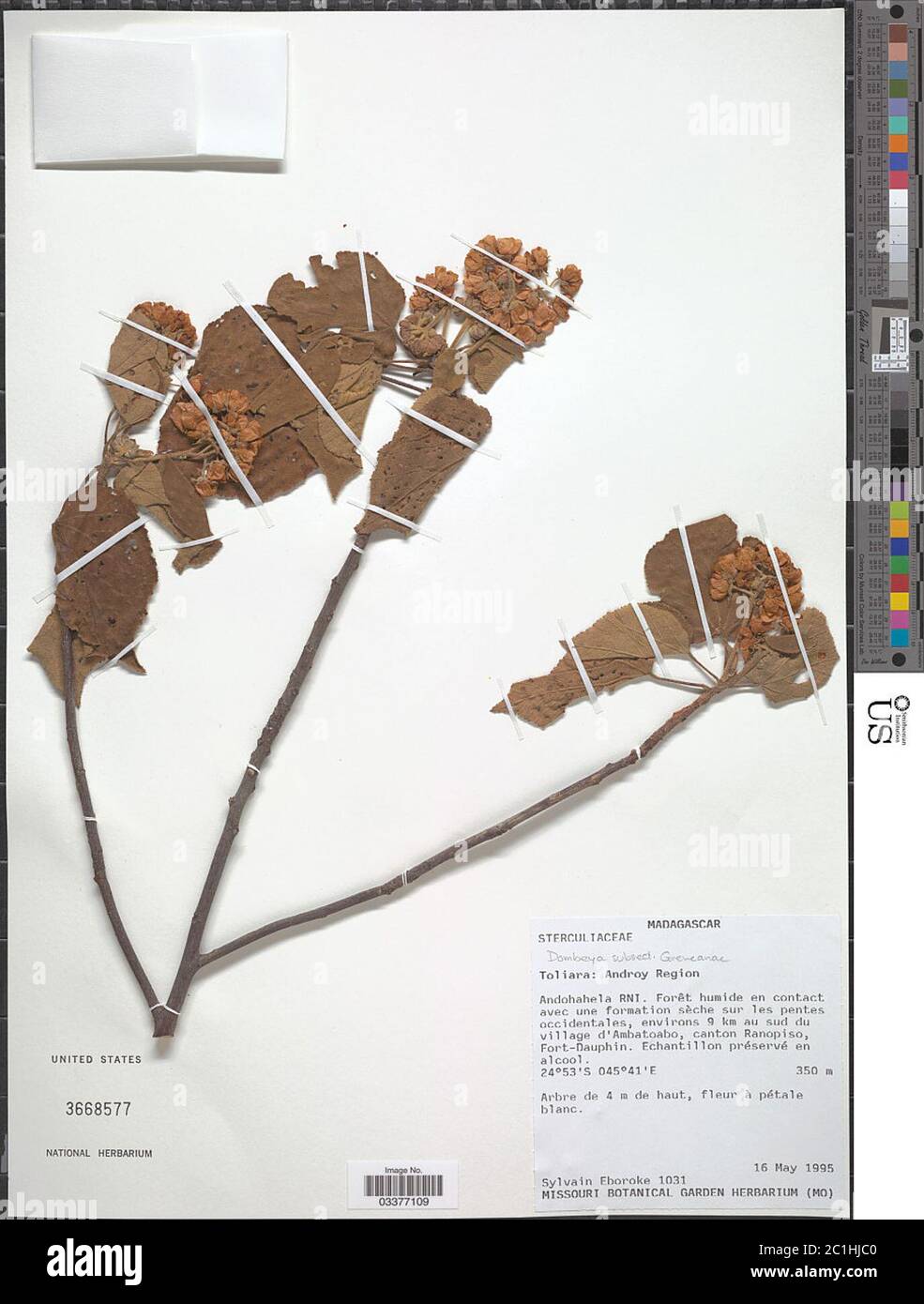 Dombeya sp Dombeya sp Stock Photo - Alamy