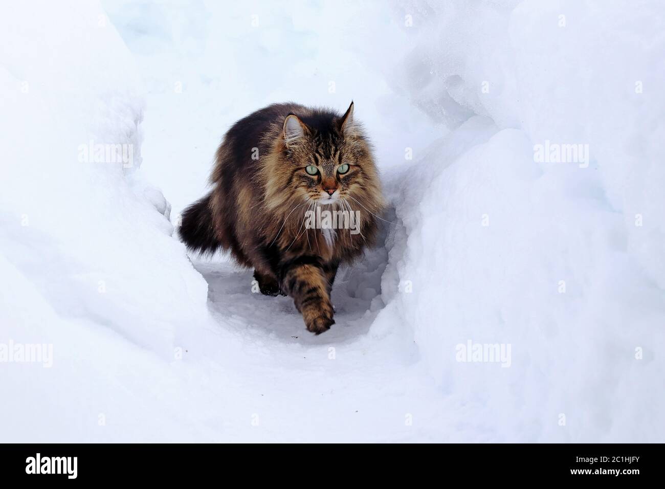 A pretty young Norwegian Forest Cat hunting in the snow Stock Photo - Alamy