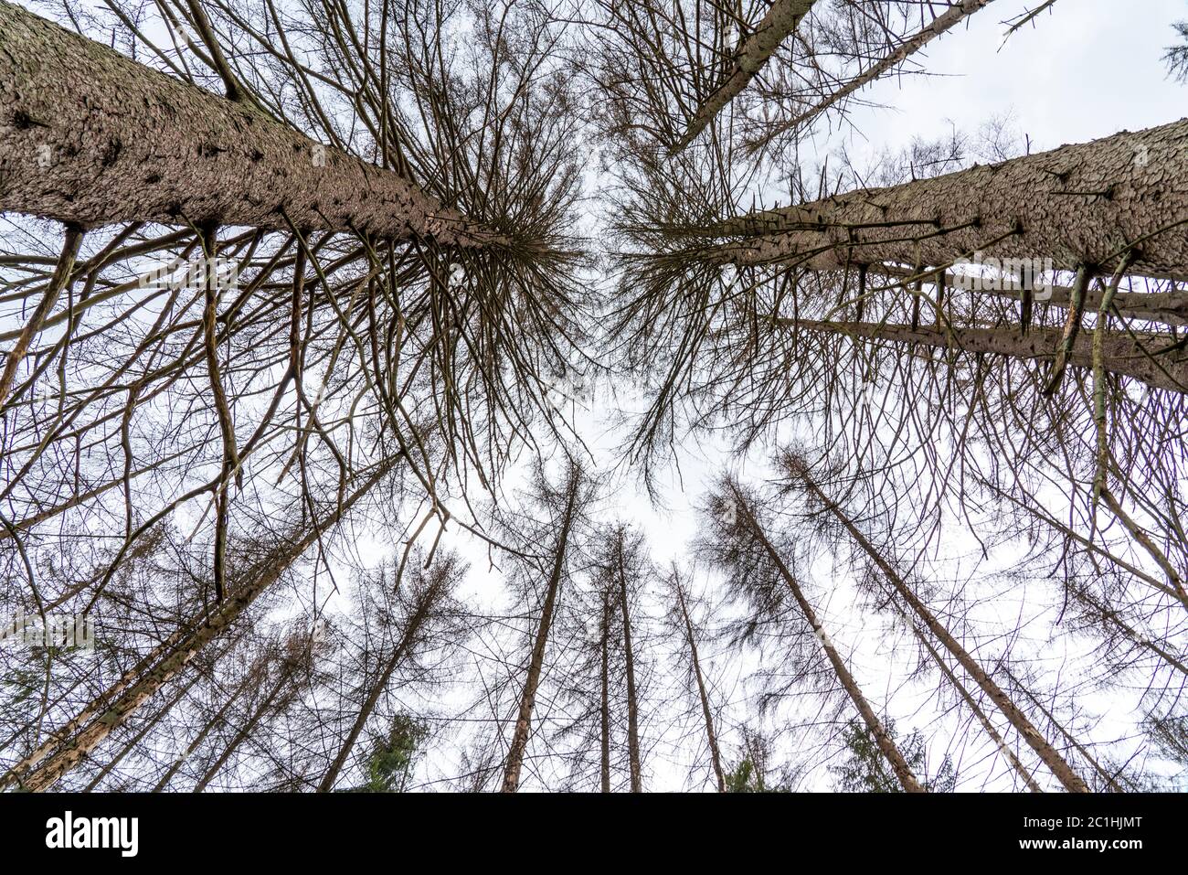 Forest dieback in the Arnsberg Forest Nature Park, more than 70 percent ...