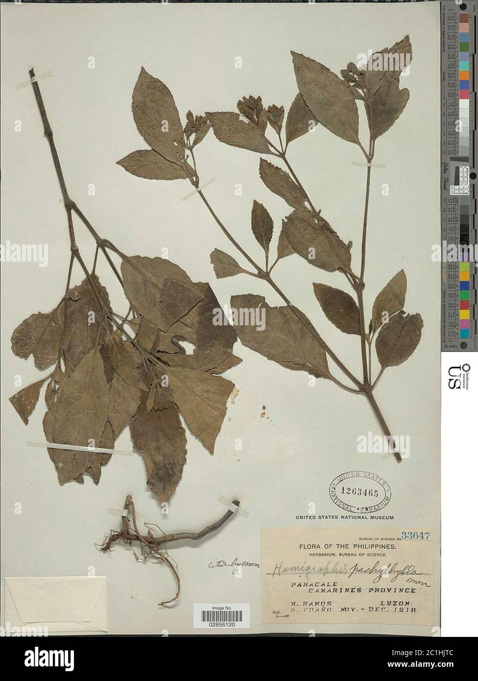 Hemigraphis pachyphylla Merr Hemigraphis pachyphylla Merr Stock Photo ...