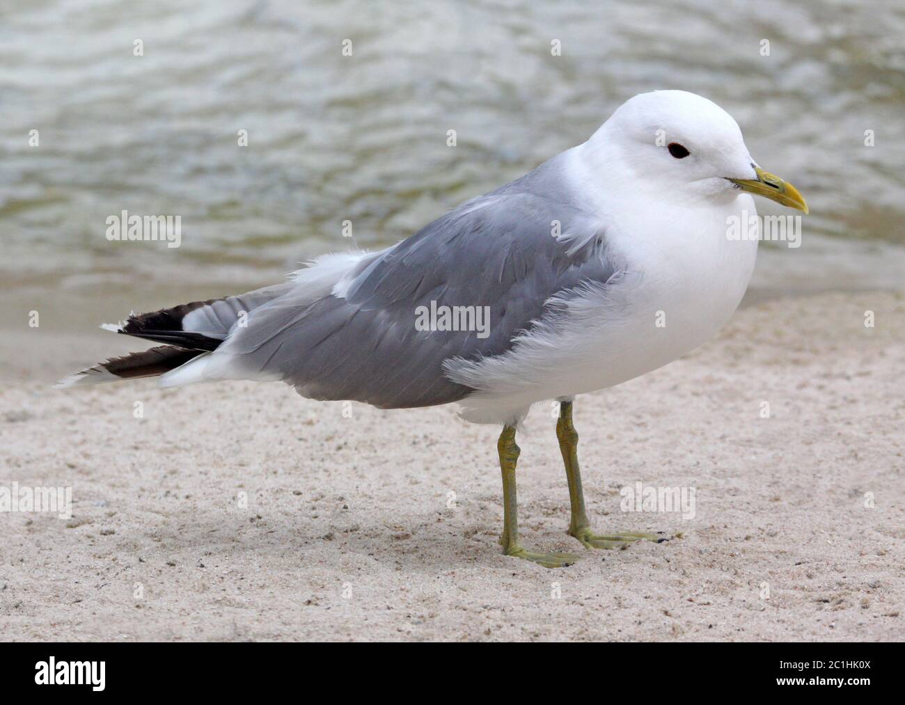 Canus hi-res stock photography and images - Alamy