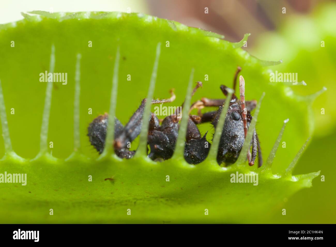 Venus flytrap leaf eating fly Stock Photo - Alamy