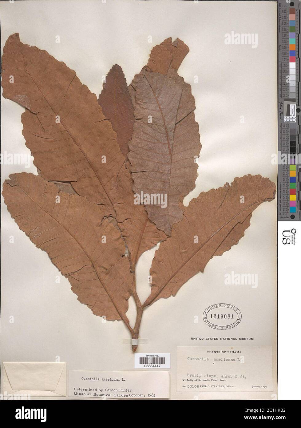 Curatella hi-res stock photography and images - Alamy